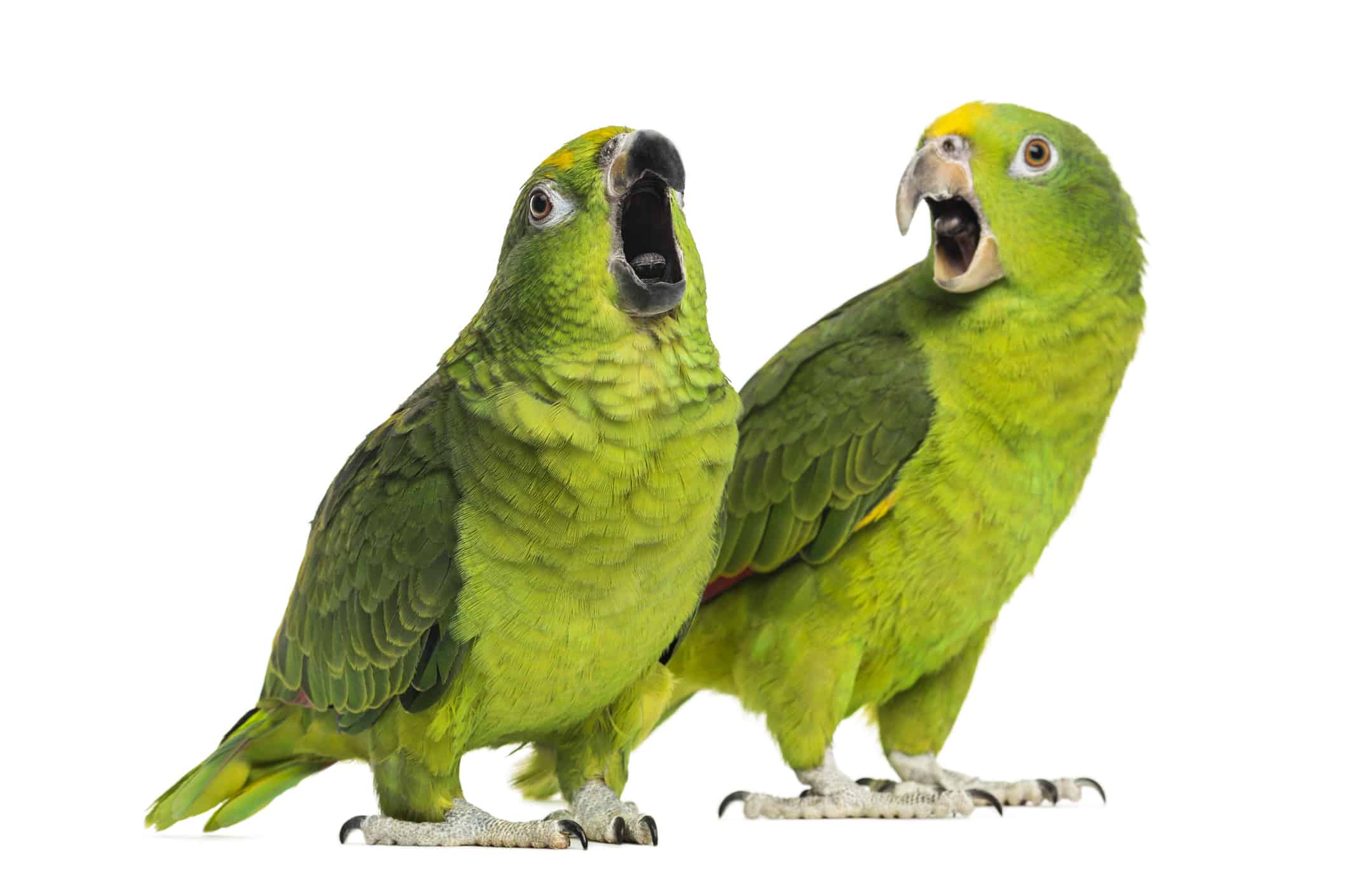 10 chatty birds that will talk your ear off