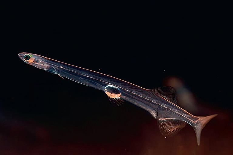 Two white-blooded fish, two paths: Icefish and noodlefish independently ...