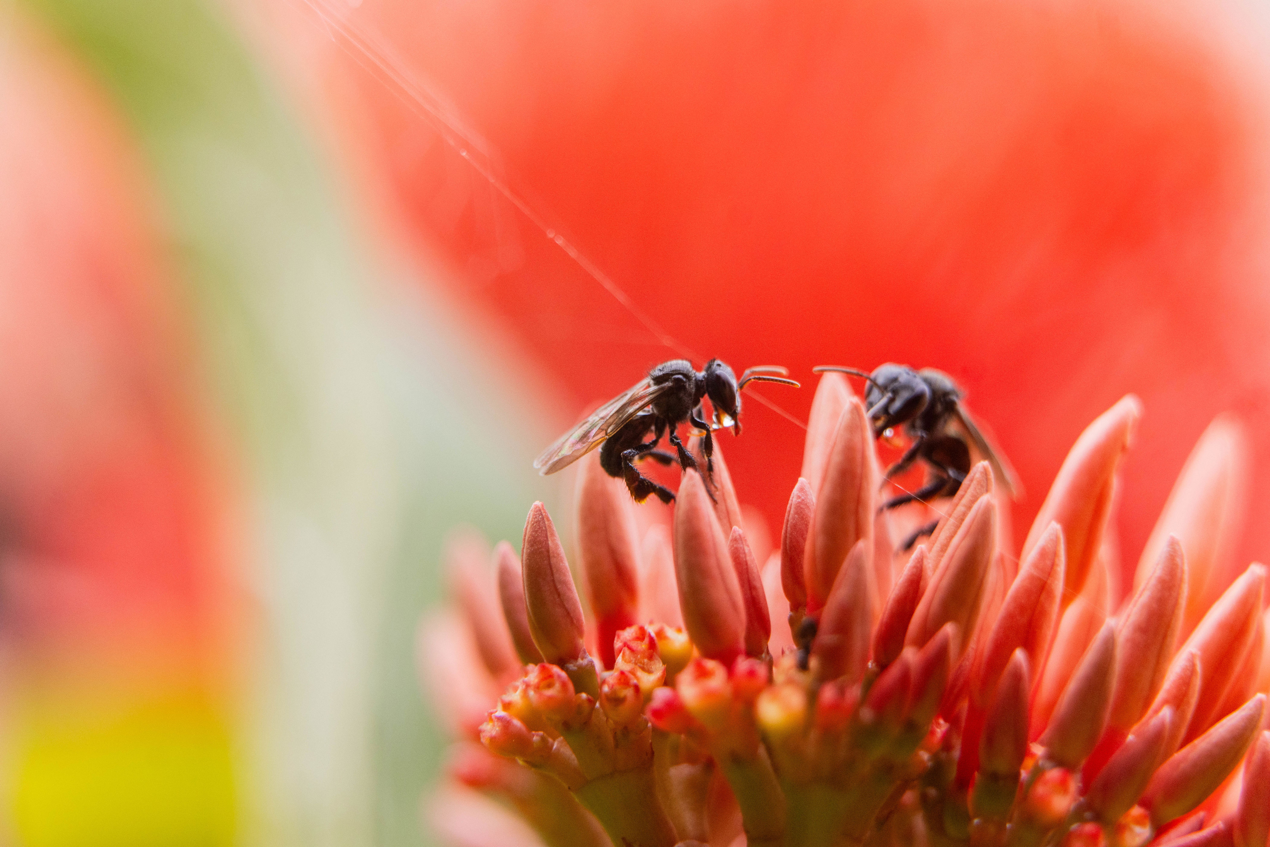 Honey-making stingless bees in the Peruvian Amazon become the first ...