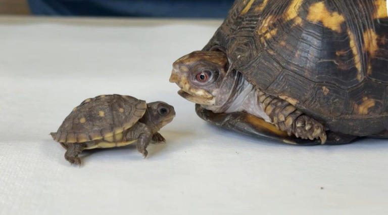 Lonely no more, Rockalina the box turtle welcomes a new friend