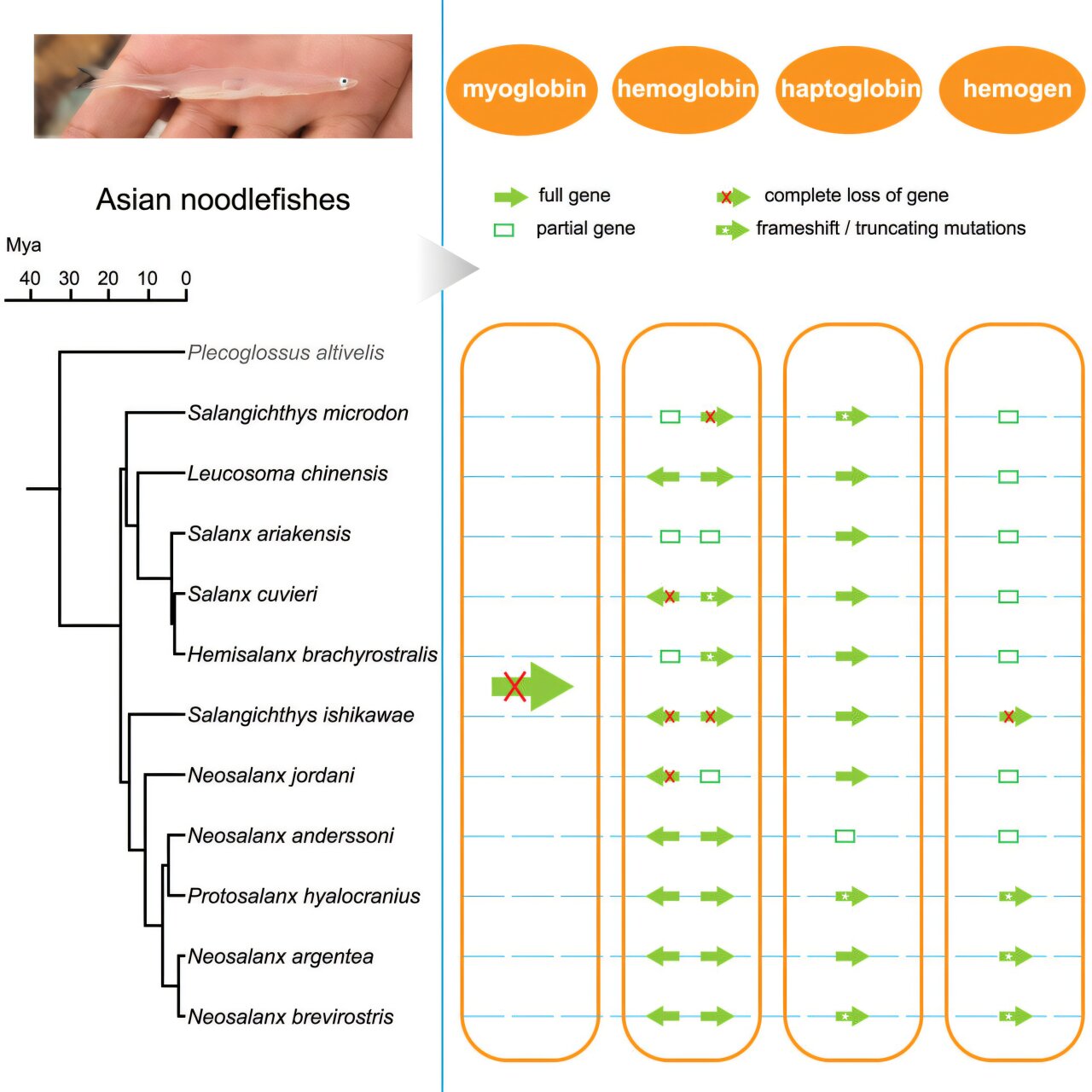 Two white-blooded fish, two paths: Icefish and noodlefish independently ...