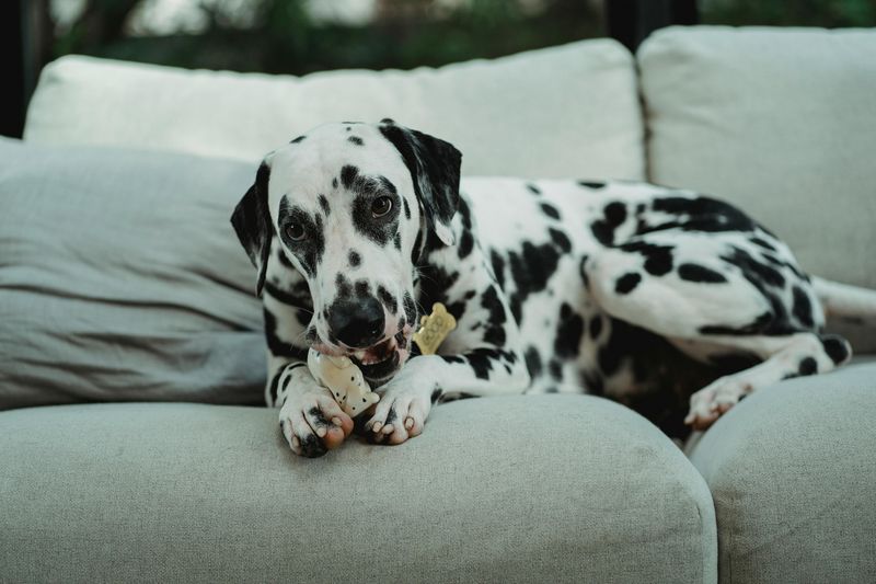 7 bad dog behaviors that are actually your dog trying to tell you something