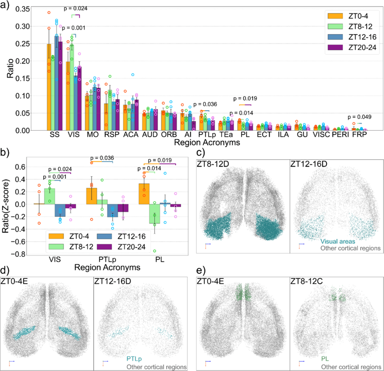 All day brain tracking helps scientists finally decode fatigue