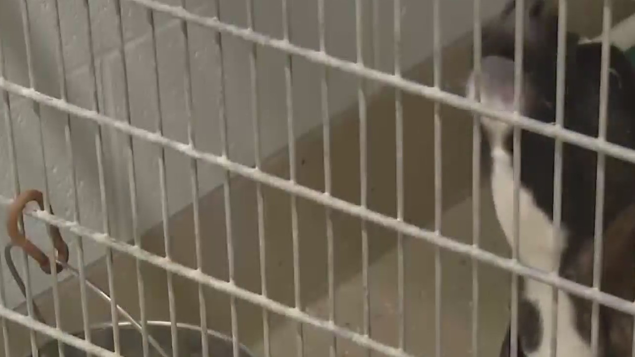Parvo cases reported at Monroe County shelter