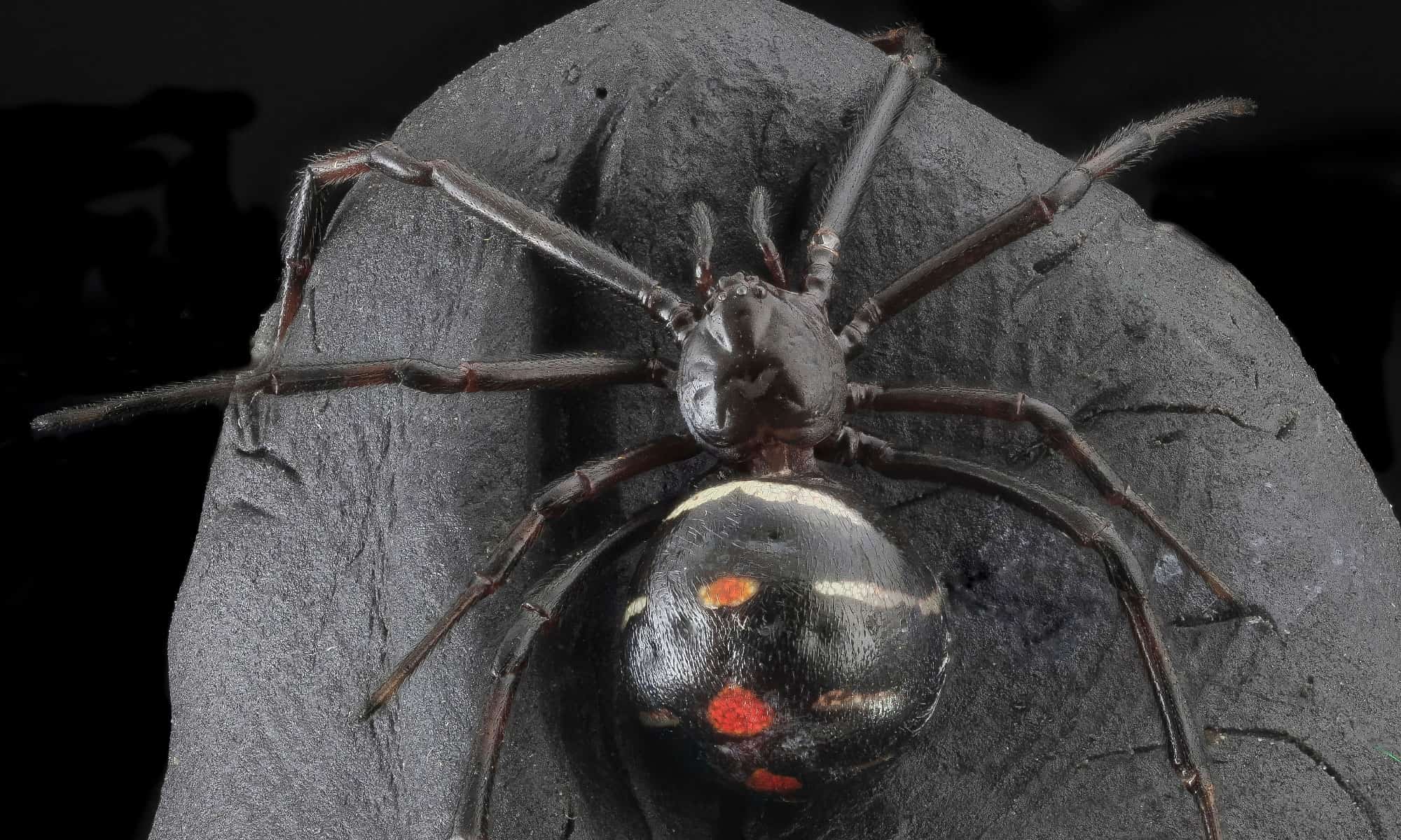 These spiders can hunt and kill snakes