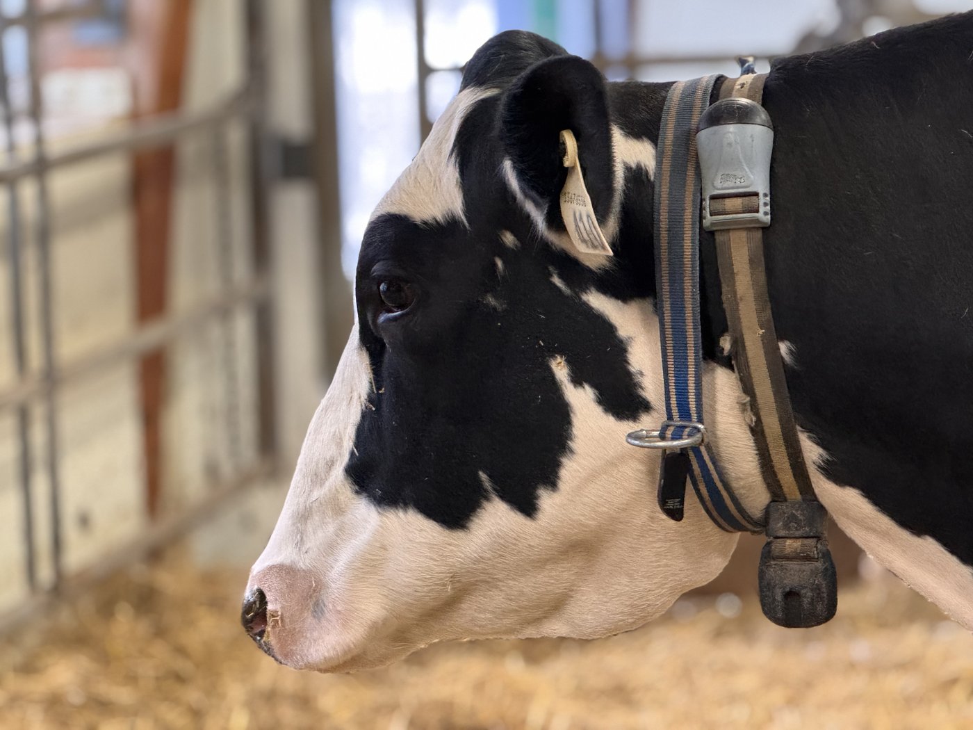 Talking cows? NS researchers think they are getting closer to ...