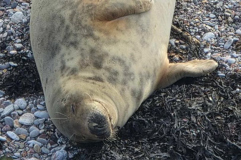 Seal fans warned to keep distance at Firestone Bay