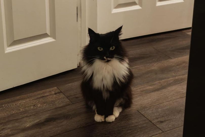 Cat 'full of character' returns home after vanishing for nearly a year