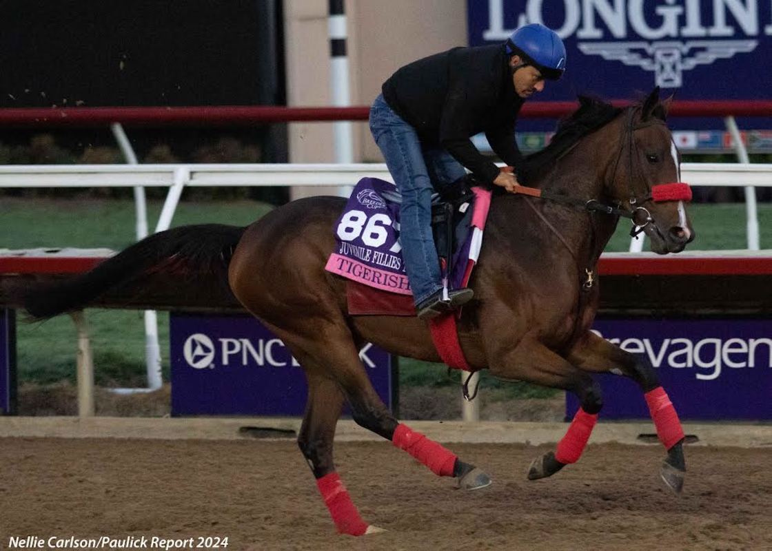 Sherbini, tigerish, yearling filly by Gun Runner supplemented to ...