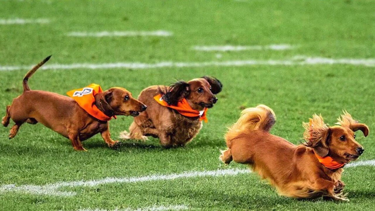Dachshunds take center stage in Bears’ first-ever Great Chicago Hot Dog ...