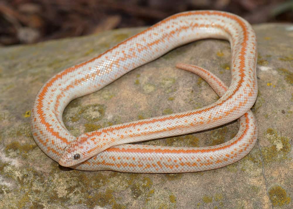 Think all snakes are fast? These 7 barely move