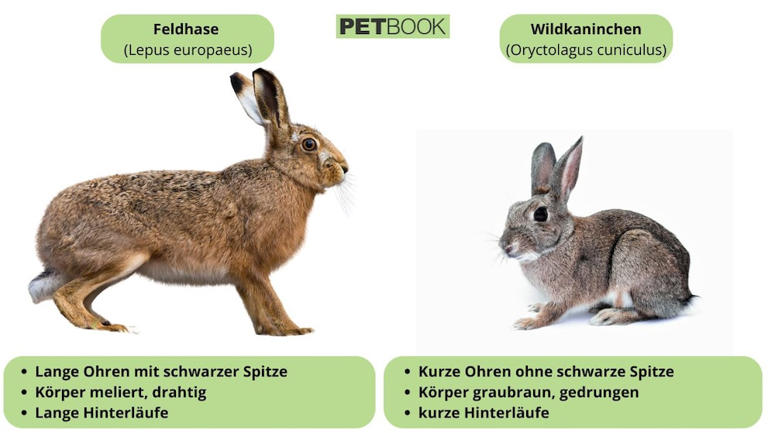 Rabbit or hare? How to tell the difference