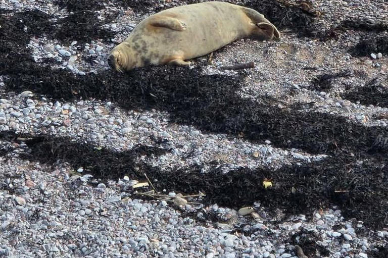 Seal fans warned to keep distance at Firestone Bay