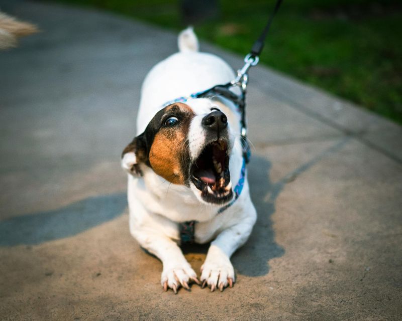 7 bad dog behaviors that are actually your dog trying to tell you something