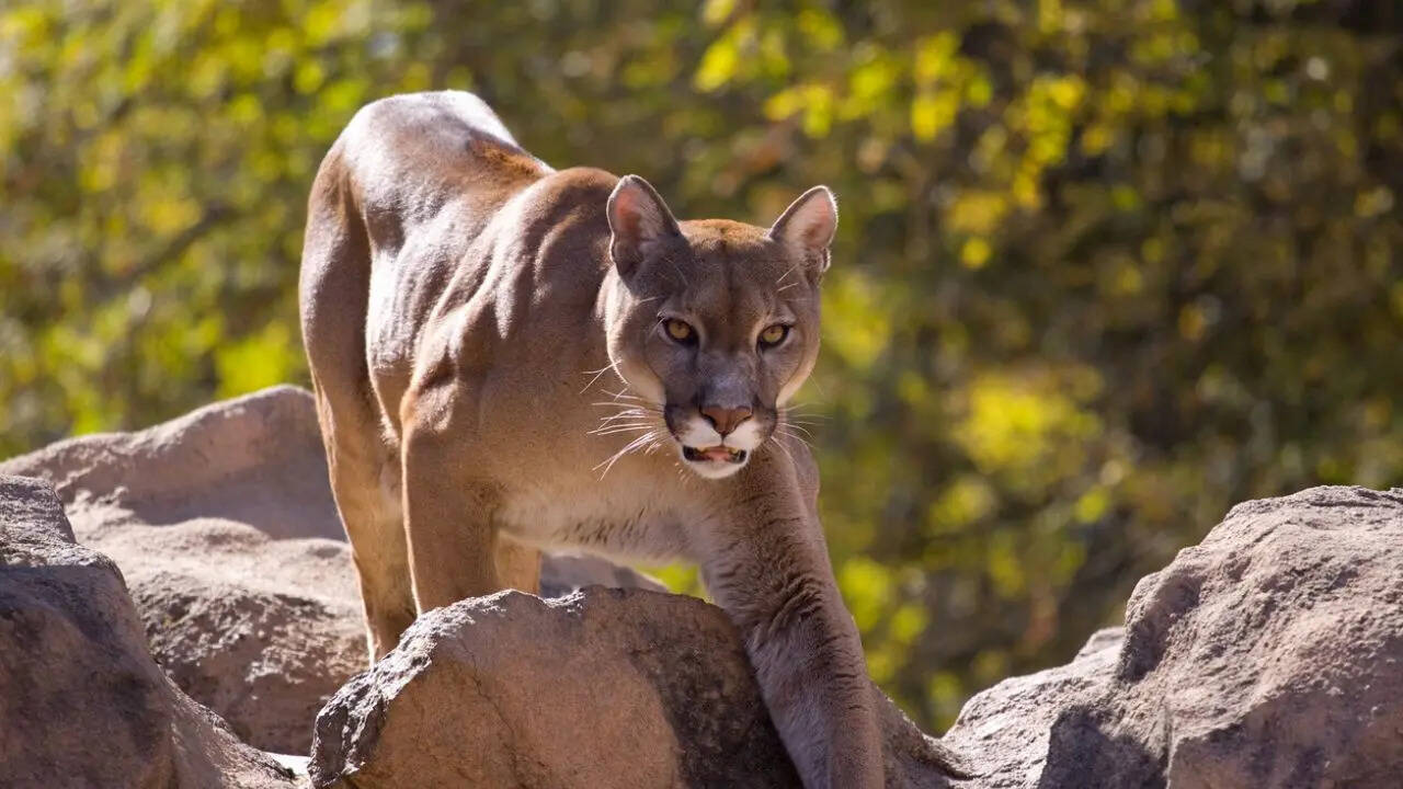 Mountain lion attack on Crosier Mountain trail leaves woman dead in ...