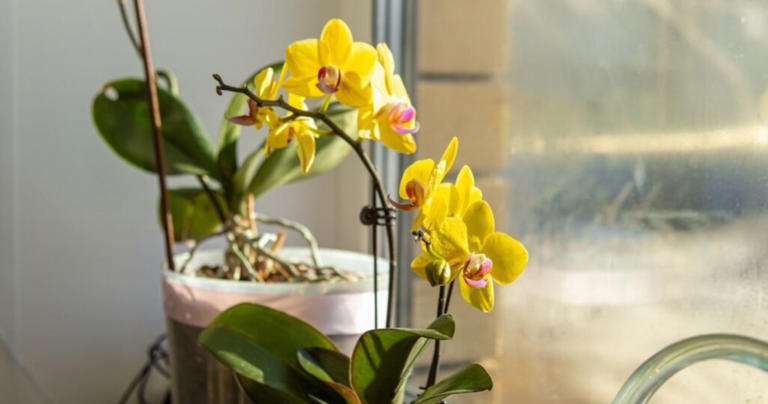 Orchidée : ne la posez plus là ! L’emplacement méconnu qui relance la ...