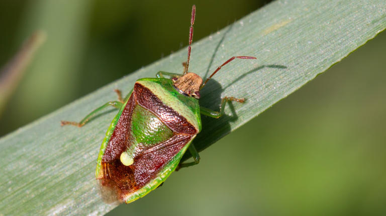 20 types of stink bugs you should know about (& how to keep them away)