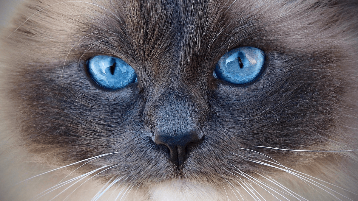10 cat breeds that combine striking beauty and unique character