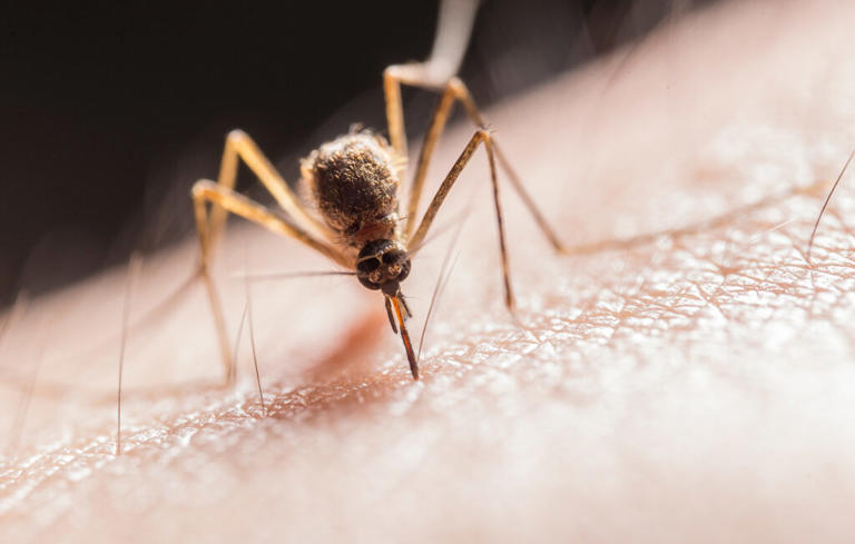 What happens if you were bitten by one million mosquitoes?