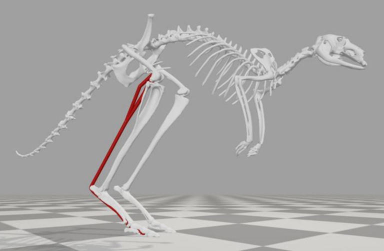 Kangaroos use unique posture trick to save energy when hopping