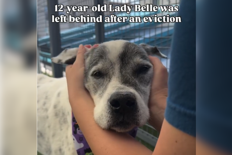 Hearts break as senior dog left behind after owners evicted