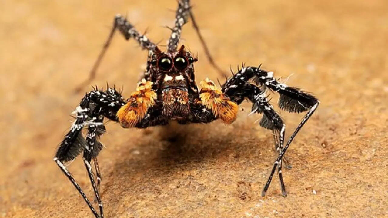 How does this spider hunt without keeping prey in sight?