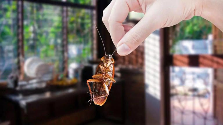 Why lizards, rats, cockroaches, ants and spiders show up in your home ...