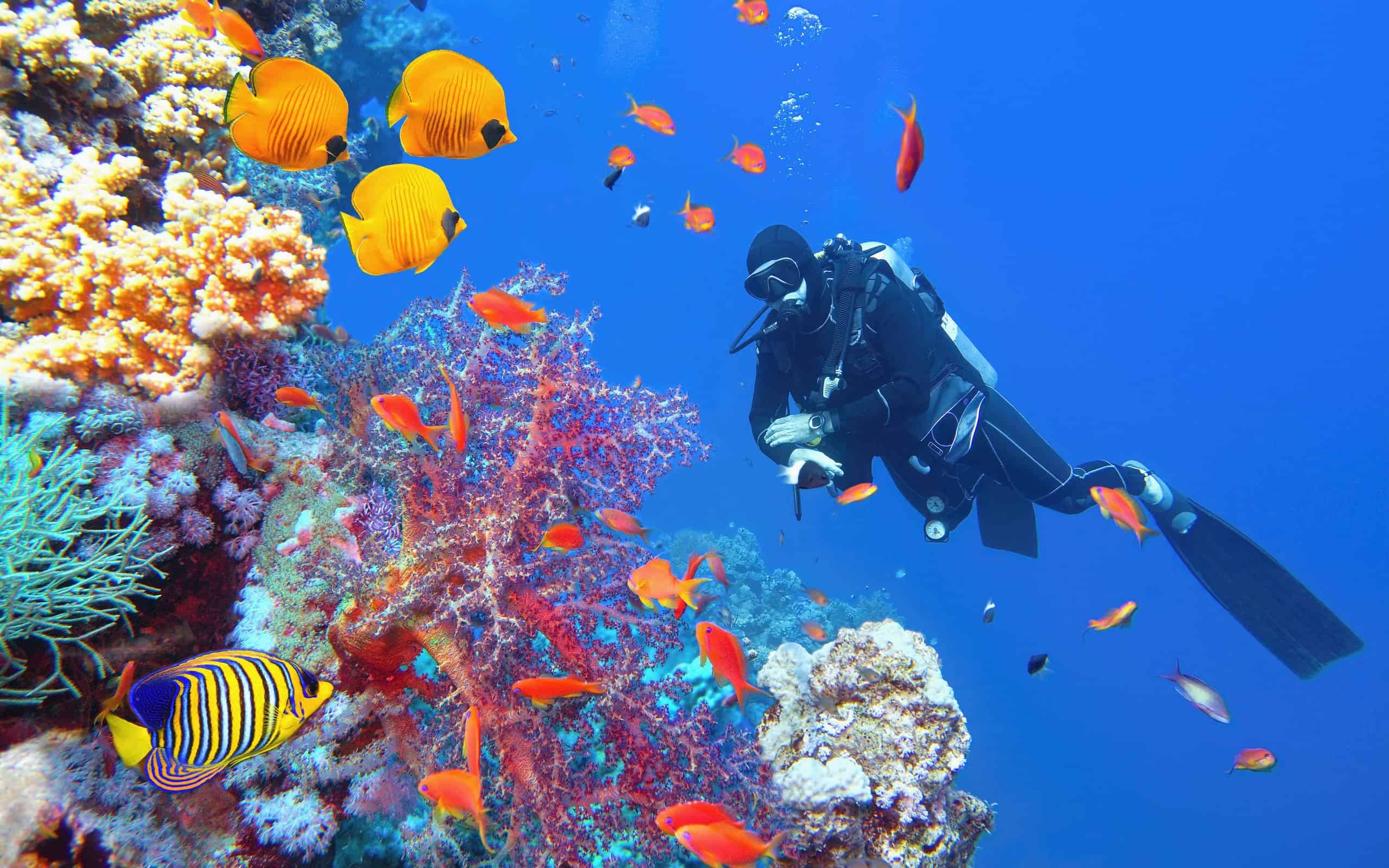 The species that will change everything if they go extinct