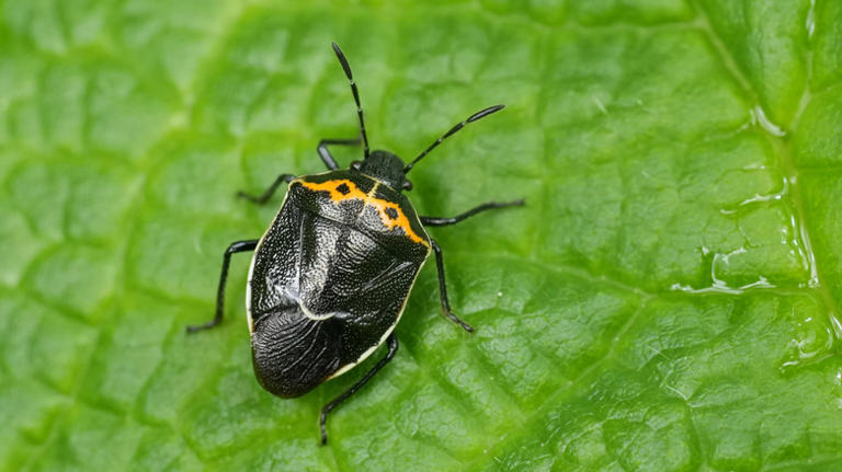 20 types of stink bugs you should know about (& how to keep them away)