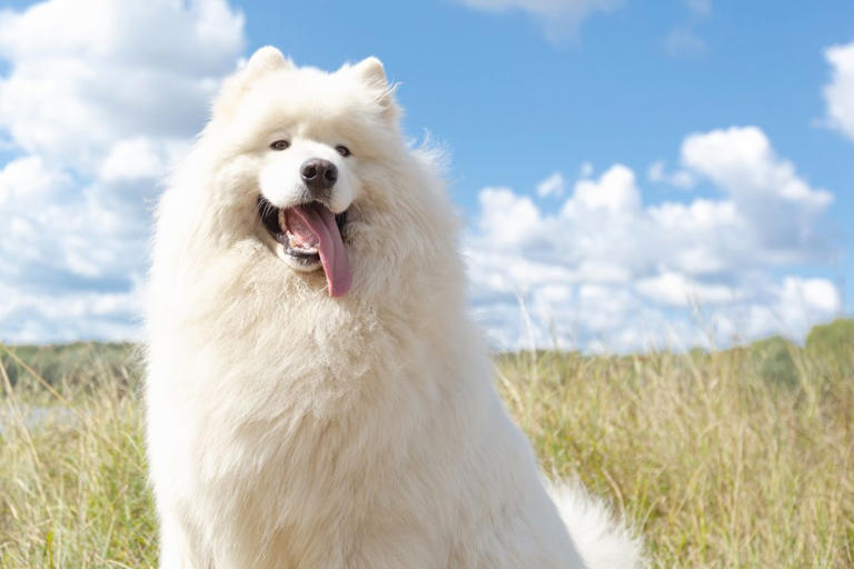 10 best fluffy dog breeds, according to veterinarians