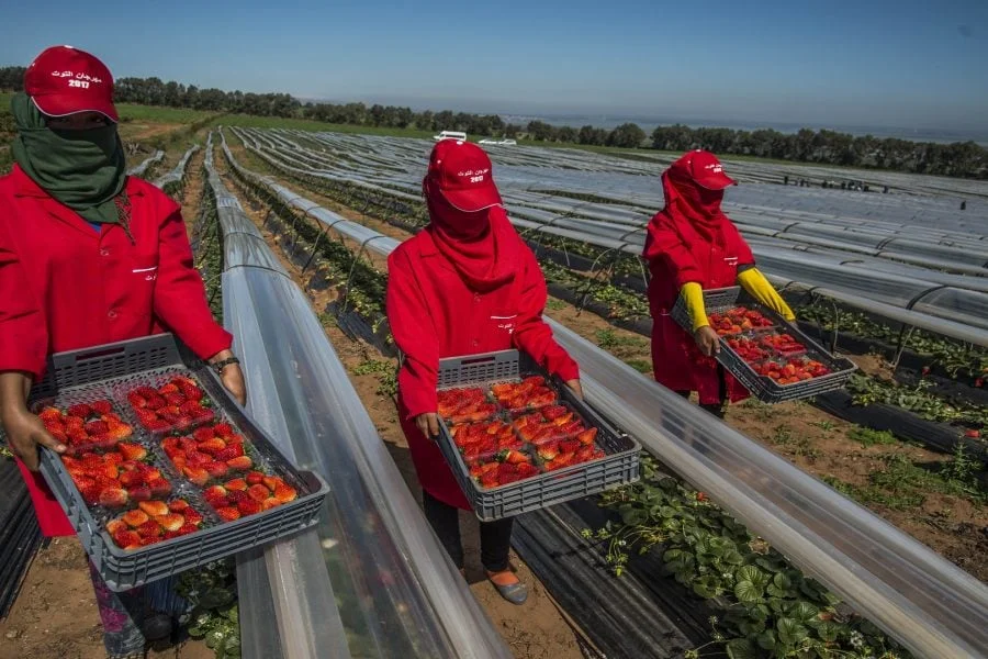 Morocco accounts for 81% of Spain’s circular migration hires in 2025