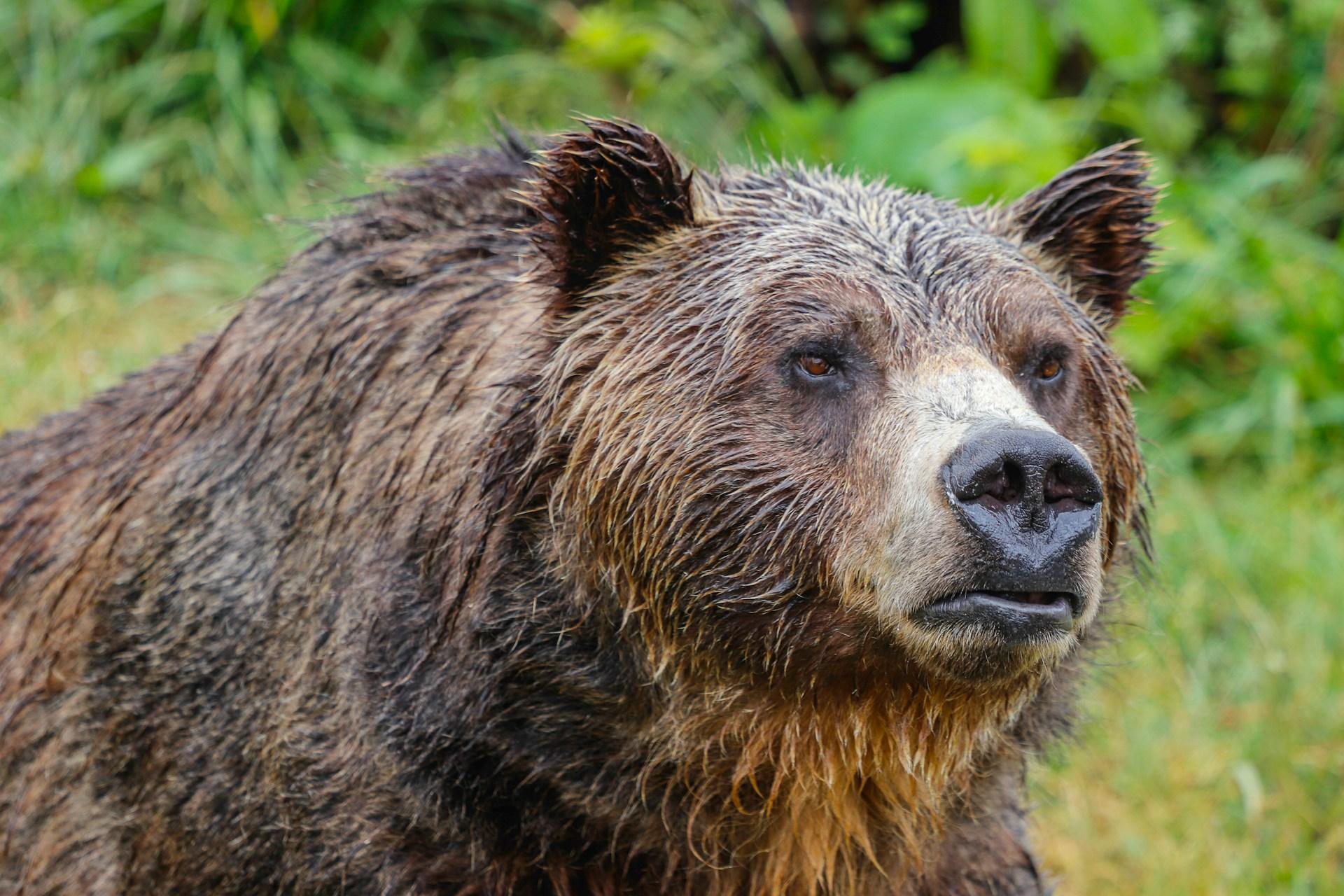 The dangerous animals in each Canadian province