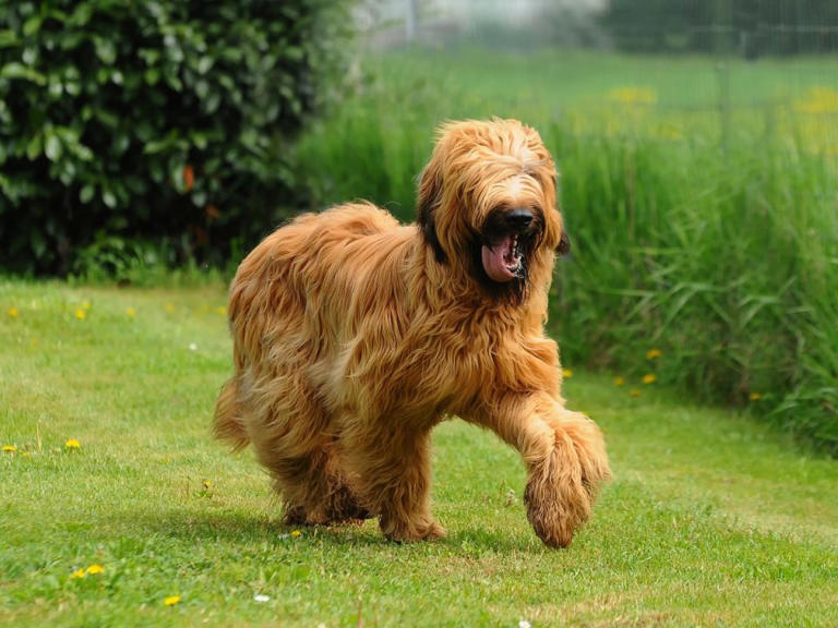10 best fluffy dog breeds, according to veterinarians