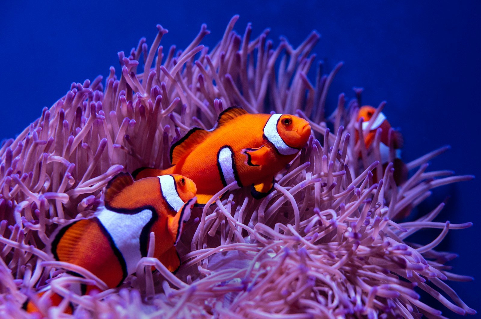 Meet the different types of clownfish