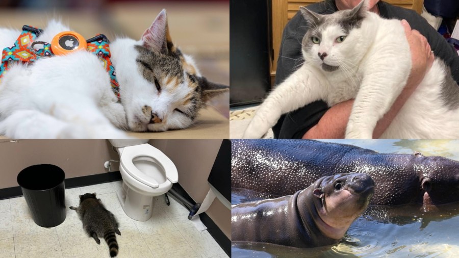 List: Richmond’s best animal moments of 2025