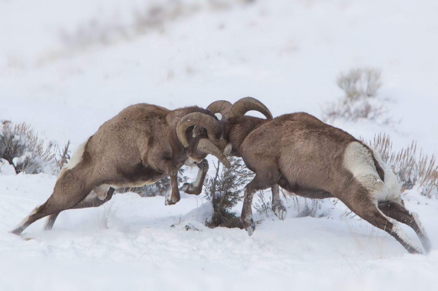 Colorado’s ultimate survivor: Why the bighorn sheep became the state symbol