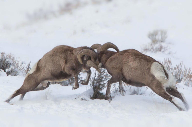Colorado’s ultimate survivor: Why the bighorn sheep became the state symbol