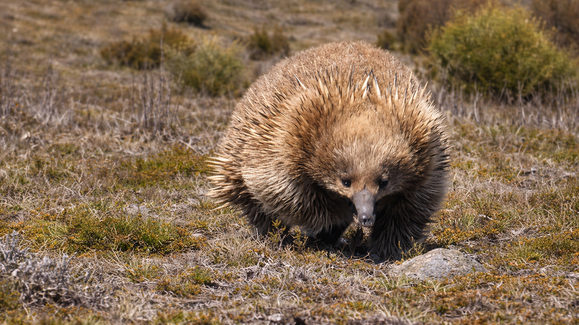 What animal is this with spikes?