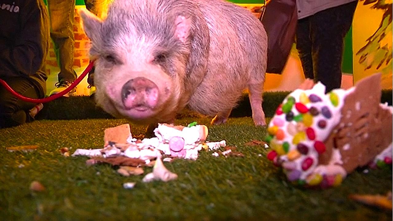 Un cochon nettoie une ville géante en pain d'épices au Texas