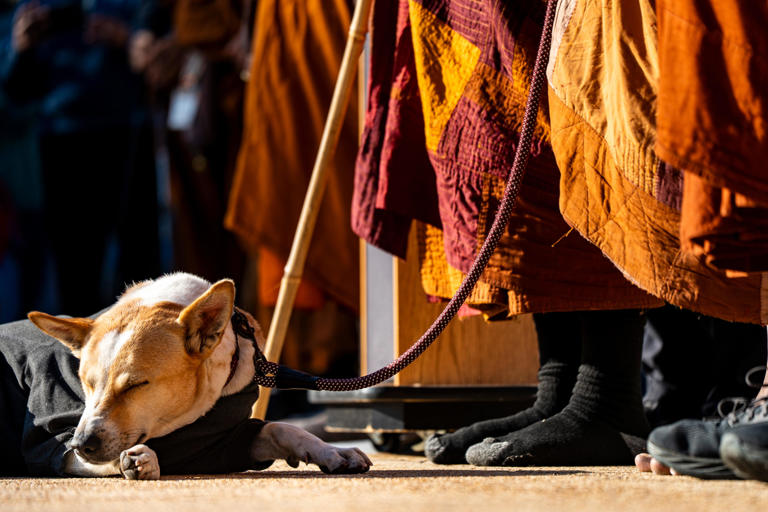 'A true walker of peace,' meet Aloka, the dog seen in Georgia
