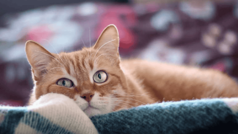 These 7 Small Behaviors Can Hurt Your Cats FeelingsEven If They Seem ...