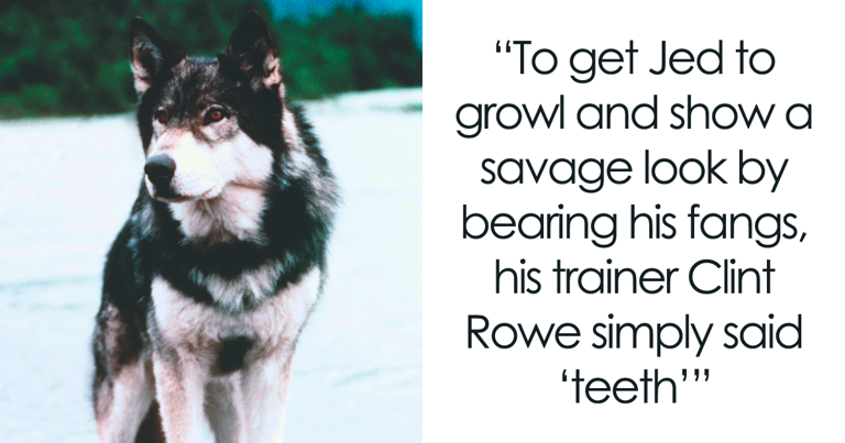 Adorable dog pics and behind the scenes of 10 of the best dog movies of ...