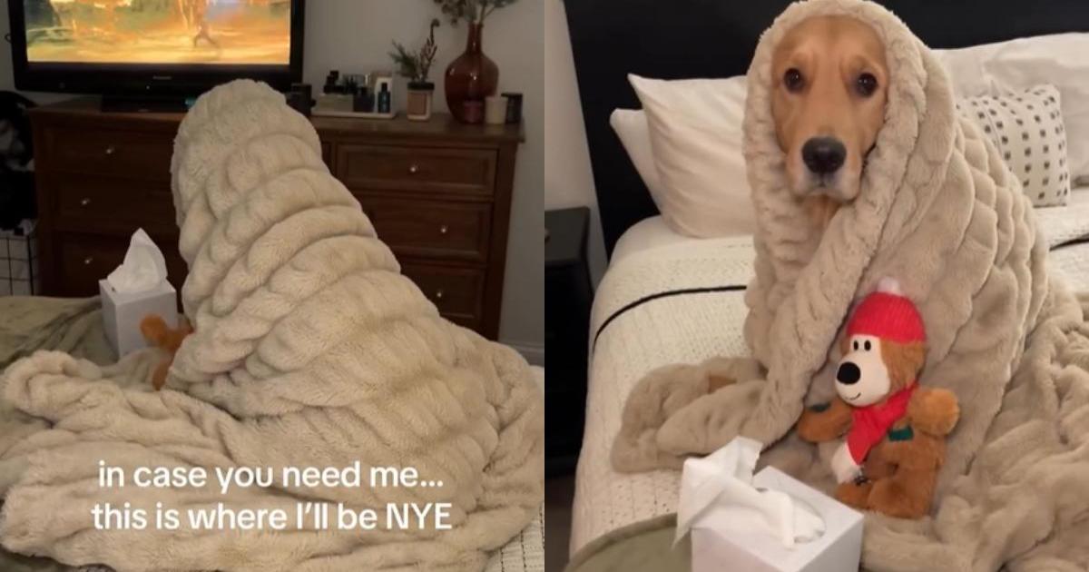 Golden retriever bundles up in bed to watch her favorite show's finale