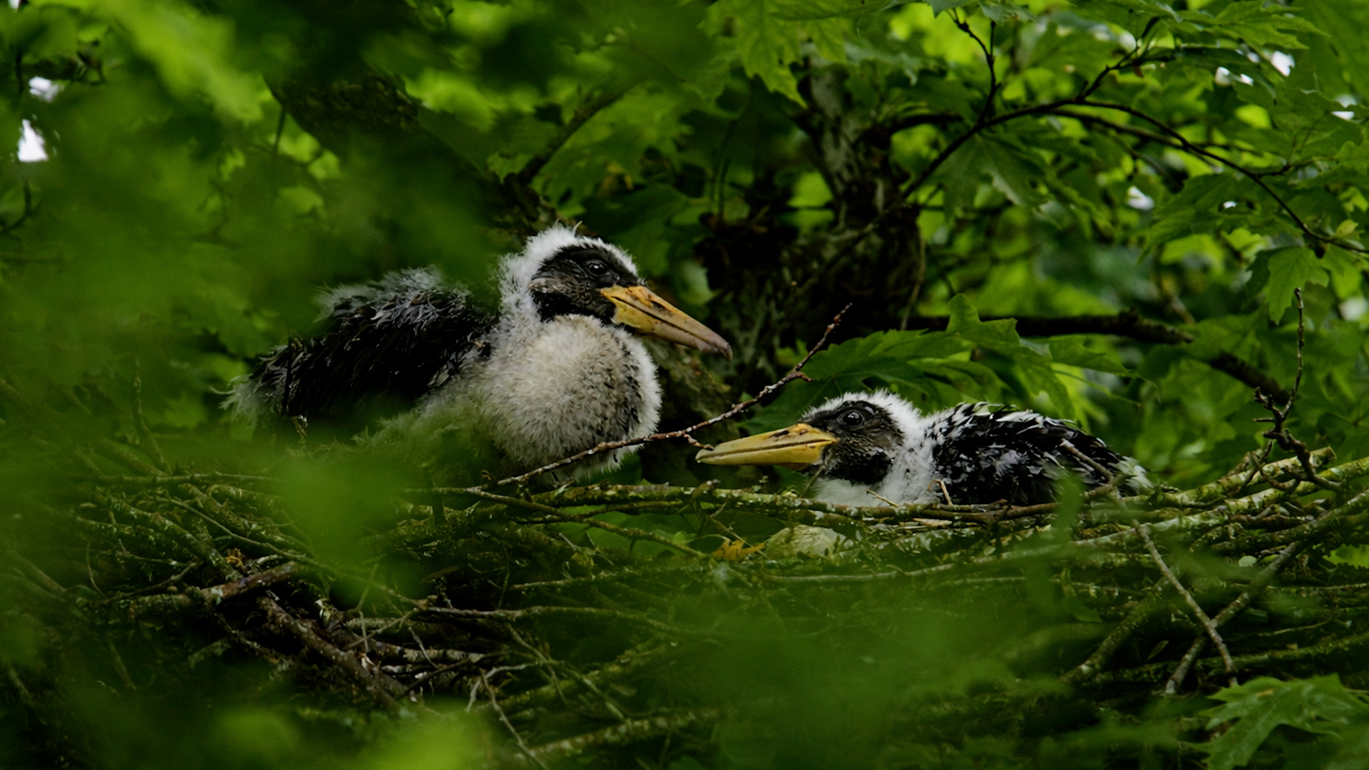 Can you scout black storks without disturbing them?