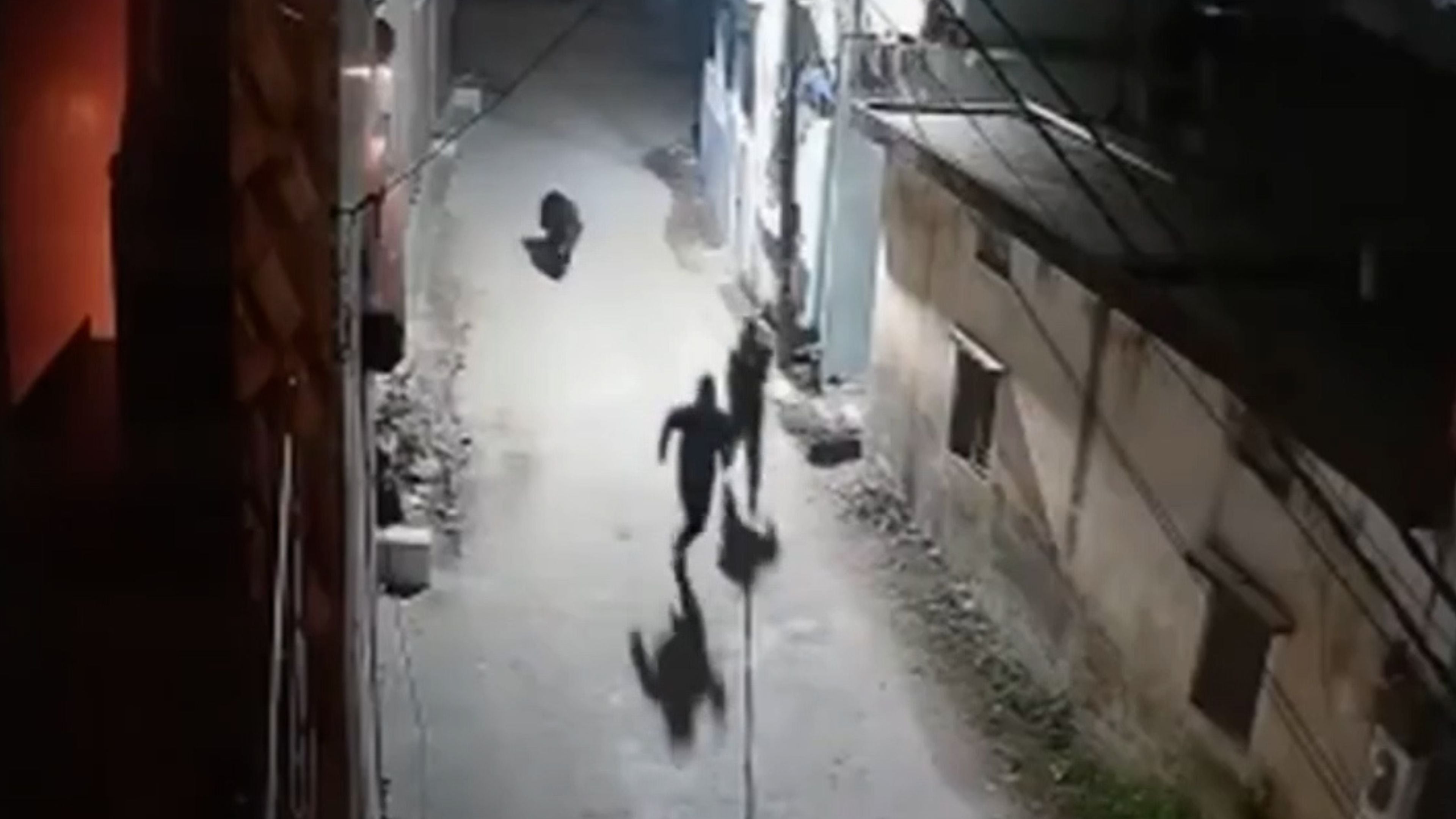 Wild bear charges down street, sending men and cattle fleeing in panic