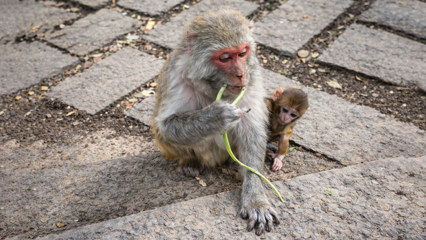 Cute monkey mom cuddling her baby