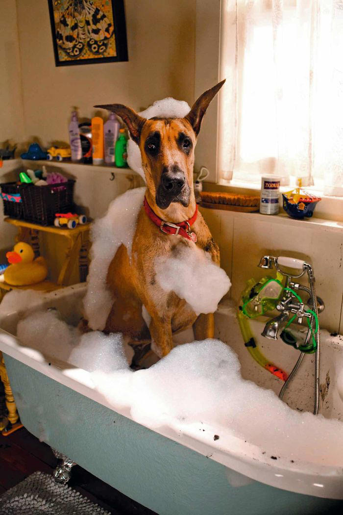 Adorable dog pics and behind the scenes of 10 of the best dog movies of ...
