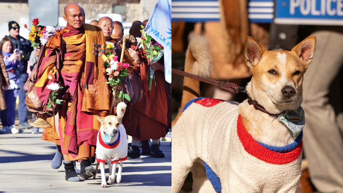 Meet Aloka, Indian stray dog who is now walking 2,300 miles across USA ...