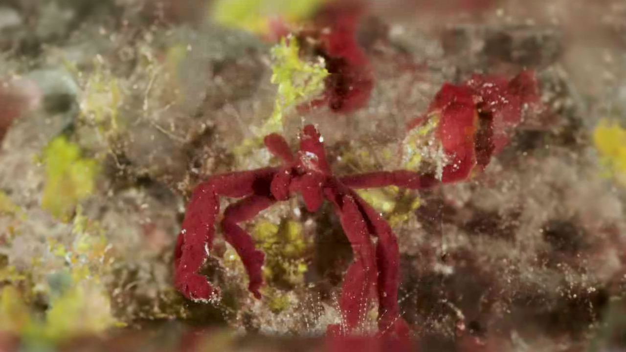 Deep sea discovery: A new crustacean