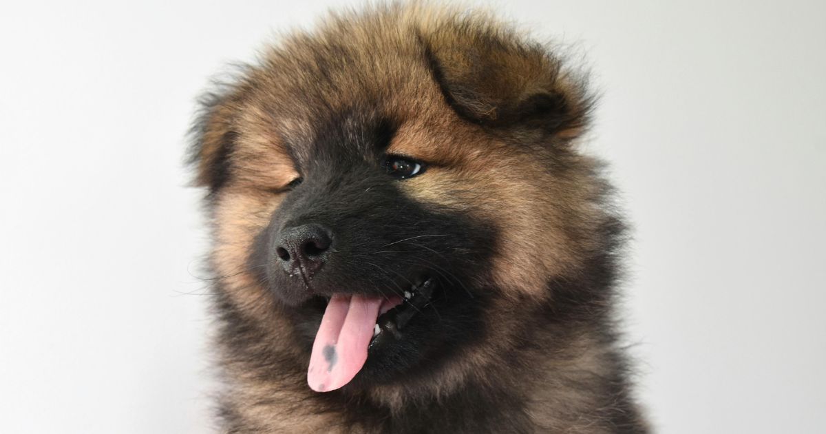 New research on dog facial expressions is everywhere – 10 breeds with ...